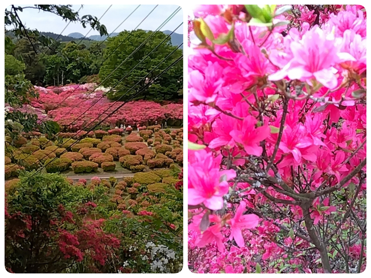 GWは伊豆へLet's Go！！ | BLOG | 沼津市の未来を考える建設会社 「未来づくりカンパニー加藤工務店」